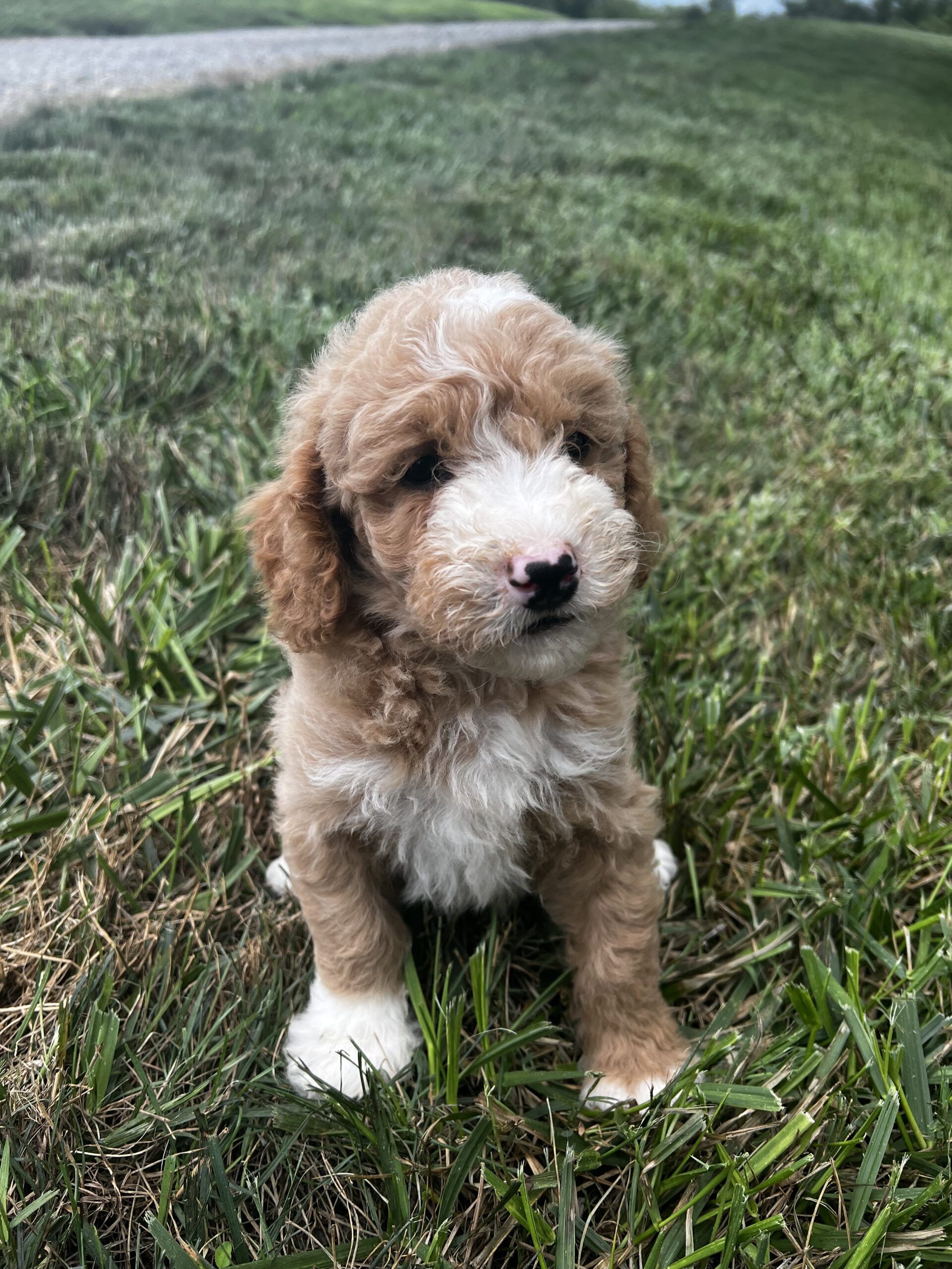 Golden Doodle Puppies for Sale in Radford, VA | Riverbluff Retrievers