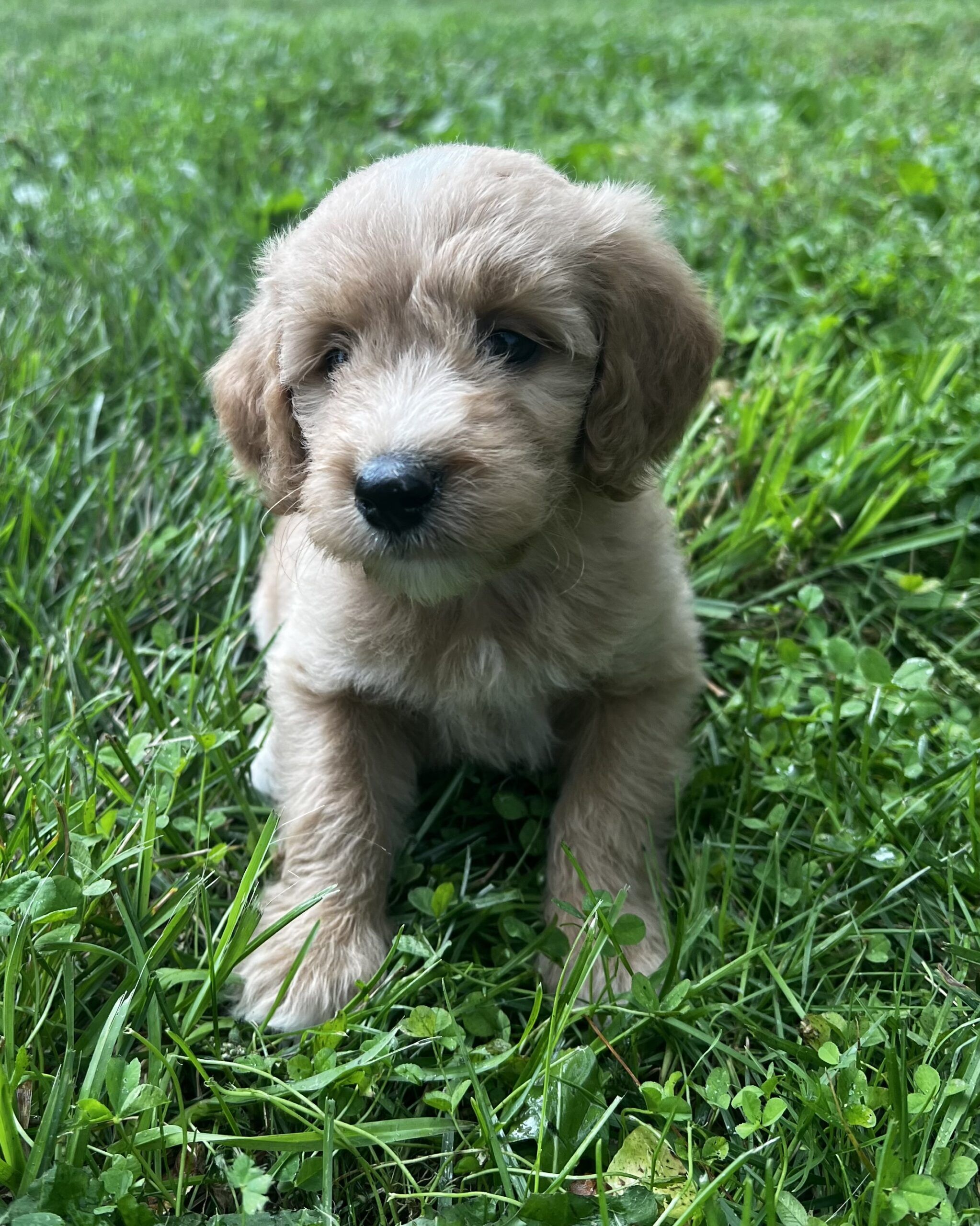 Golden Doodle Puppies for Sale in Radford, VA | Riverbluff Retrievers