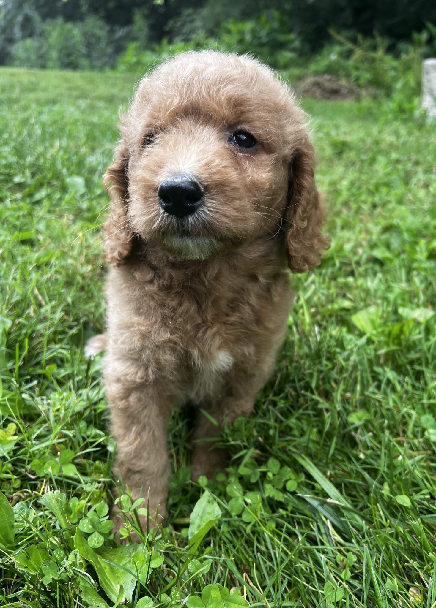 Golden Doodle Puppies for Sale in Radford, VA | Riverbluff Retrievers