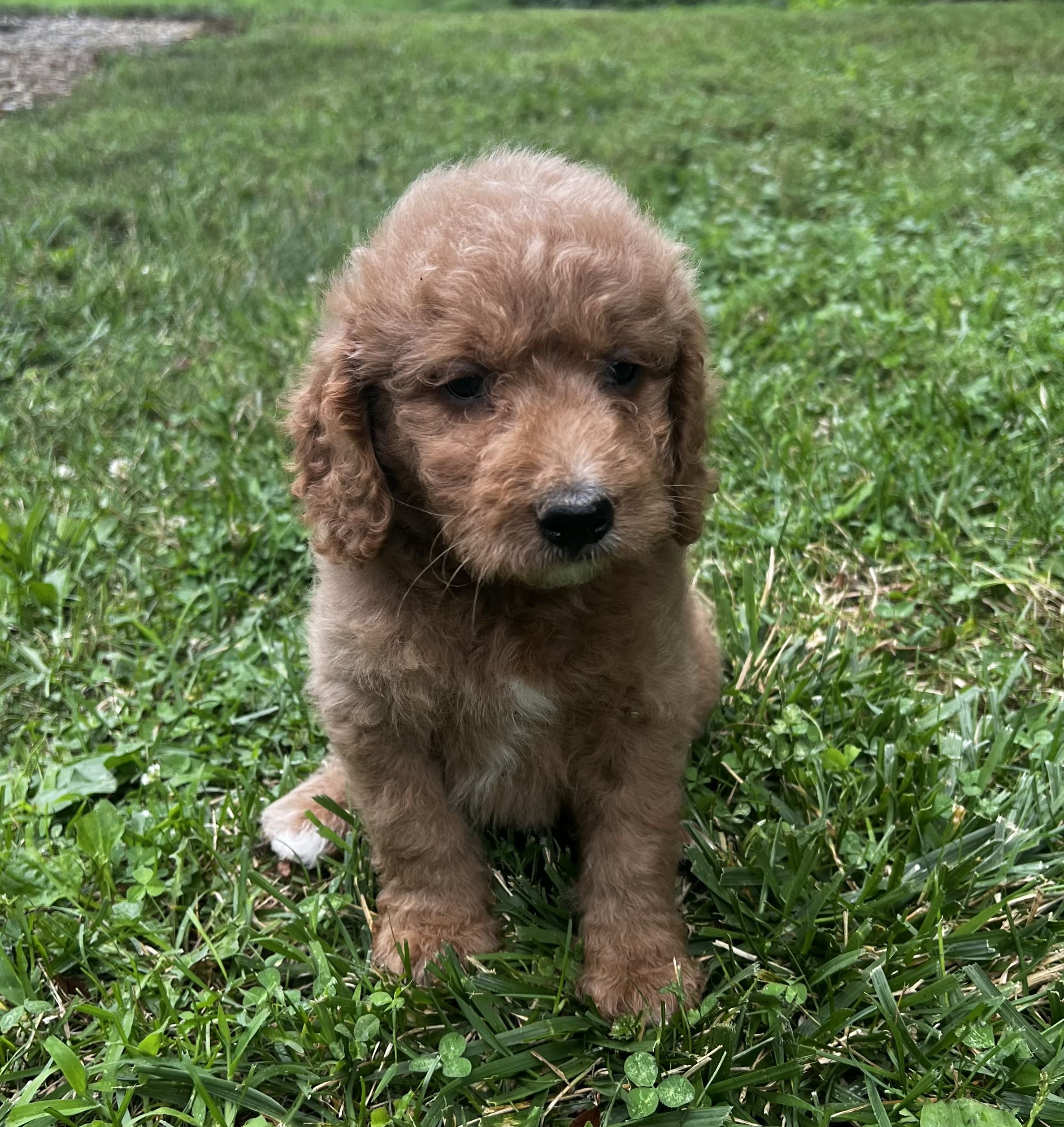 Golden Doodle Puppies for Sale in Radford, VA | Riverbluff Retrievers