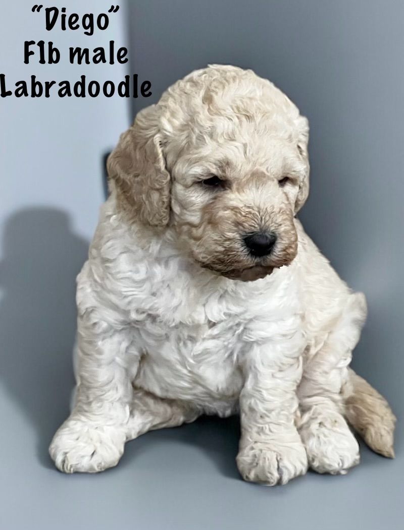 Labradoodle Puppies for Sale in Radford, VA | Riverbluff Retrievers