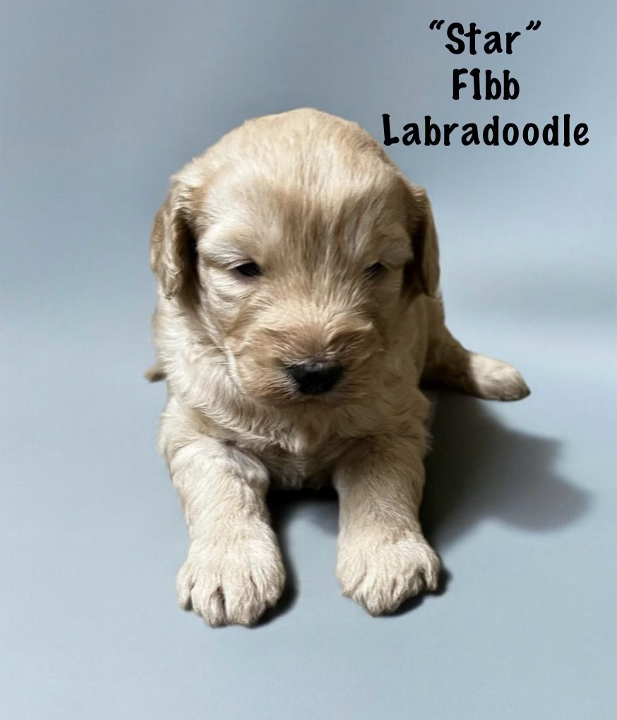Labradoodle Puppies for Sale in Radford, VA | Riverbluff Retrievers