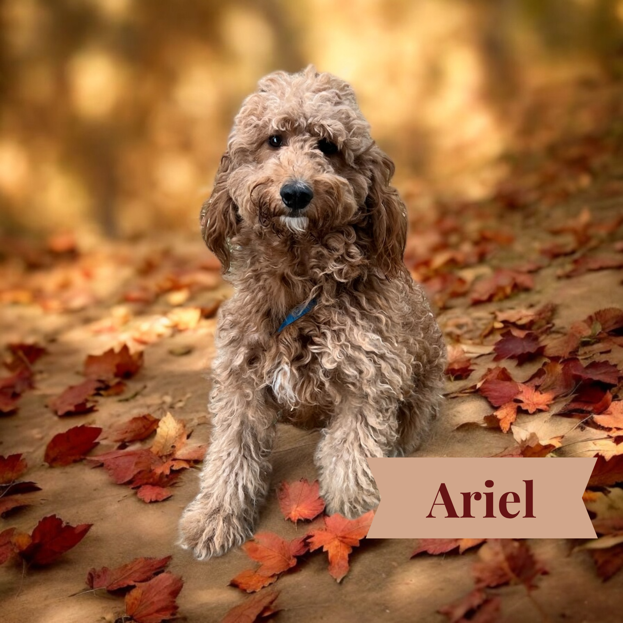 Ariel - Riverbluff Retrievers